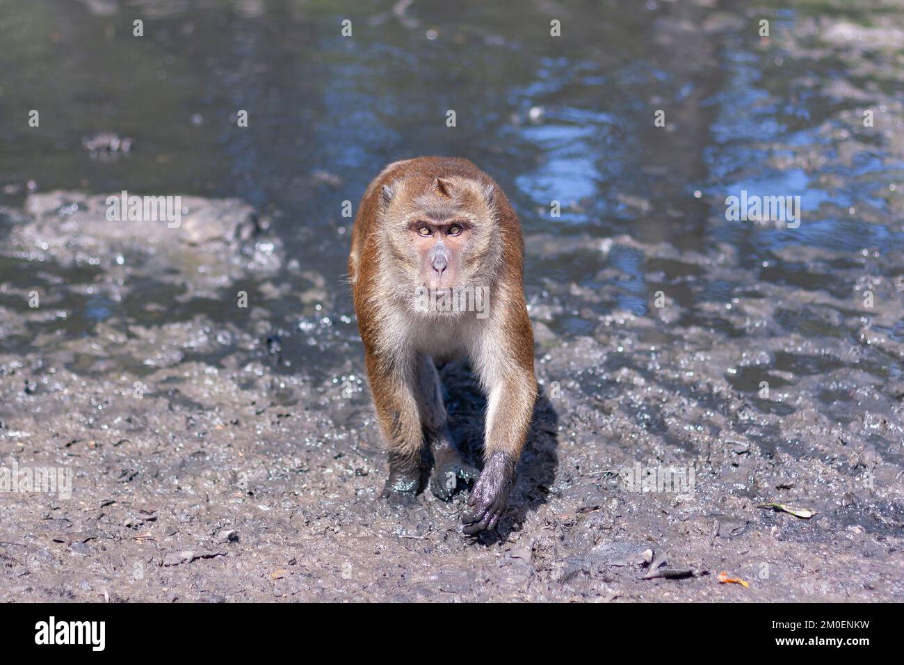 Macaque monkey walks through the water and mud towards the camera ...