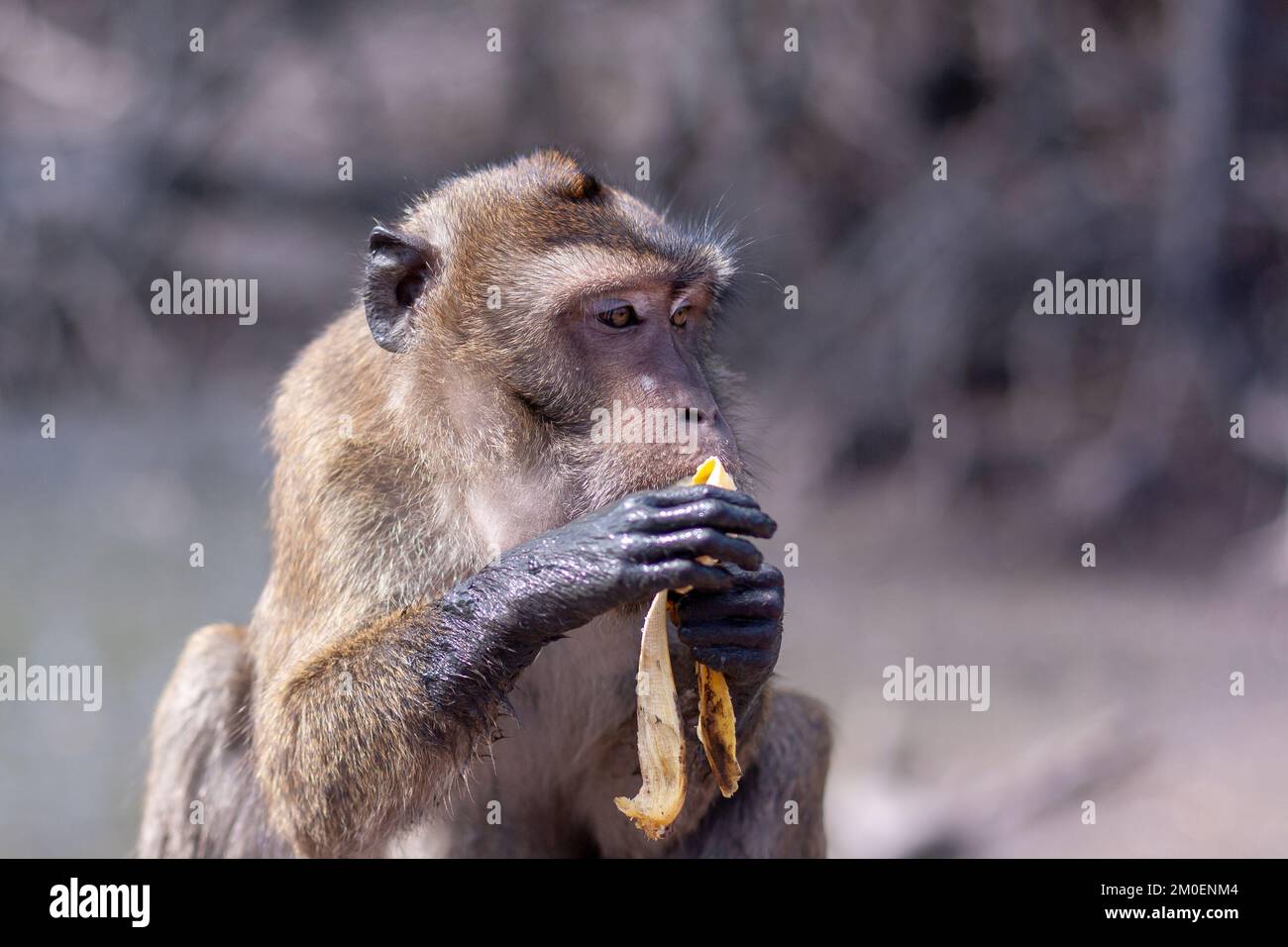 Shallow focus monkey outdoors hi-res stock photography and images - Alamy