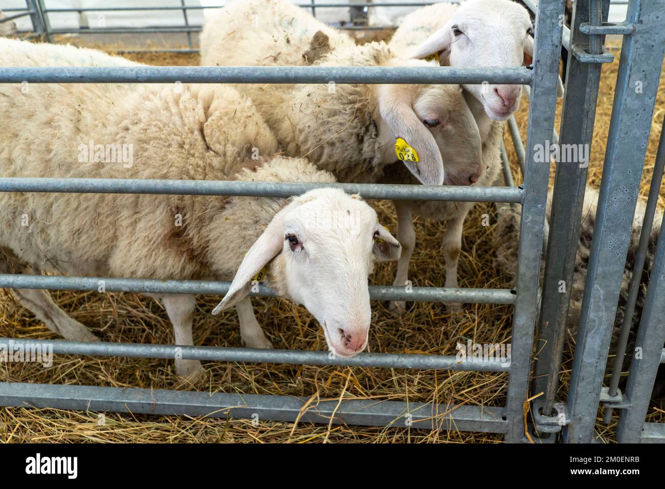 Sheep look over fence hi-res stock photography and images - Alamy