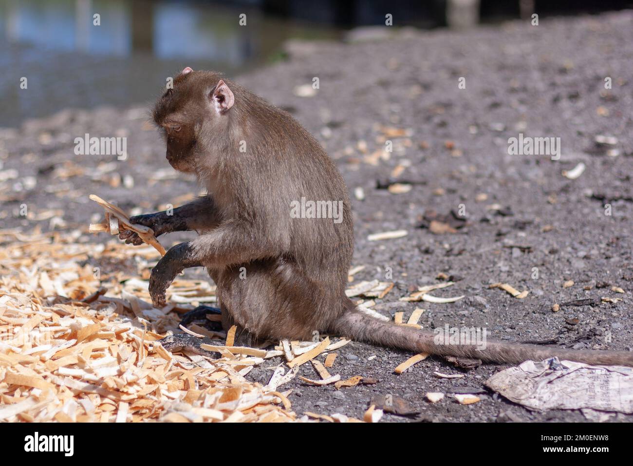 Macaque monkey sits with bread crusts in its paw next to pile of bread ...