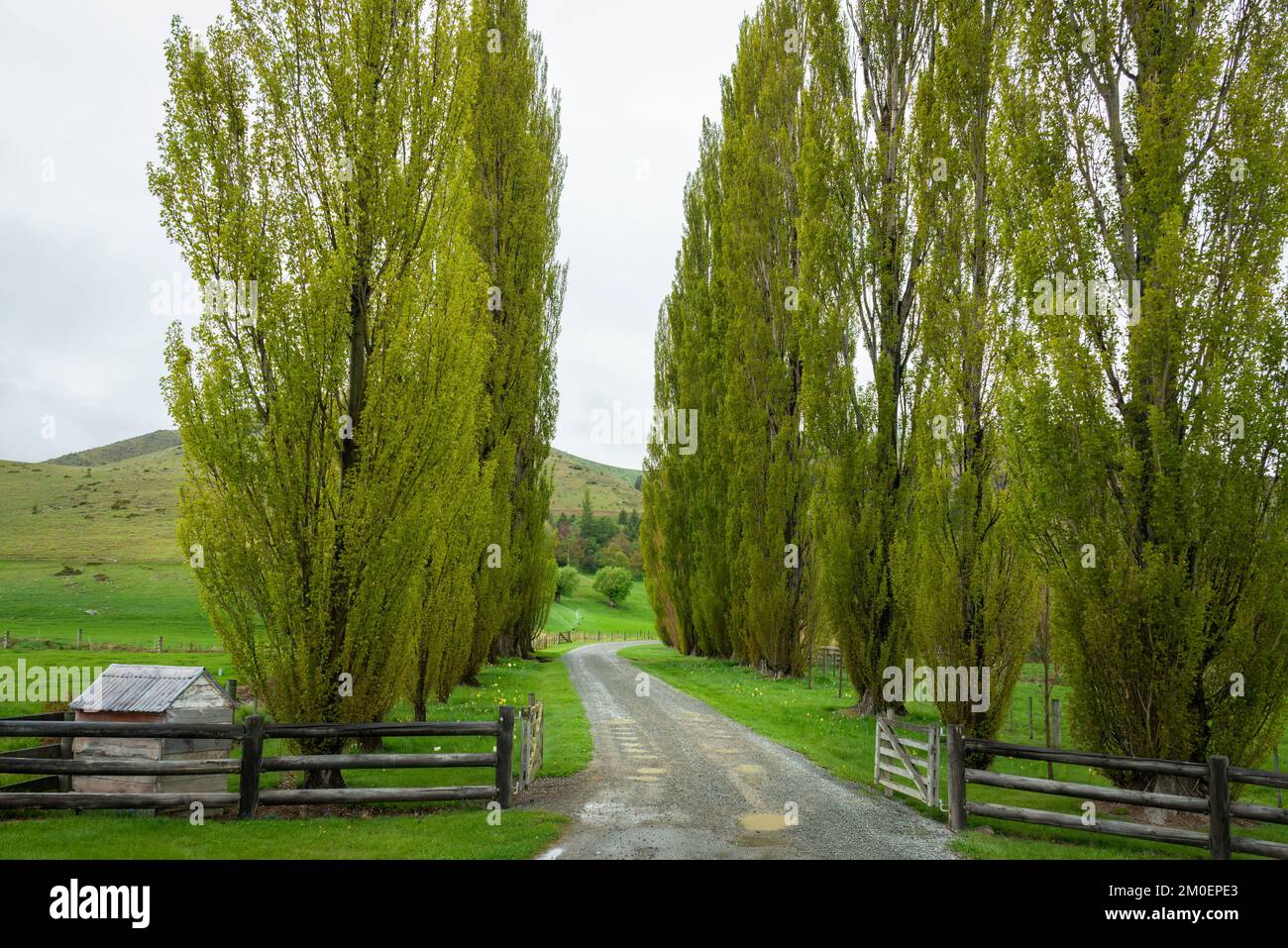 Green trees after spring rain, Canterbury, New Zealand Stock Photo - Alamy