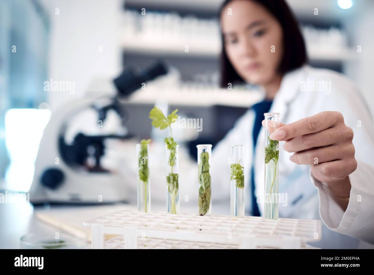 Woman, hands and plant scientist with test tube in medical research ...