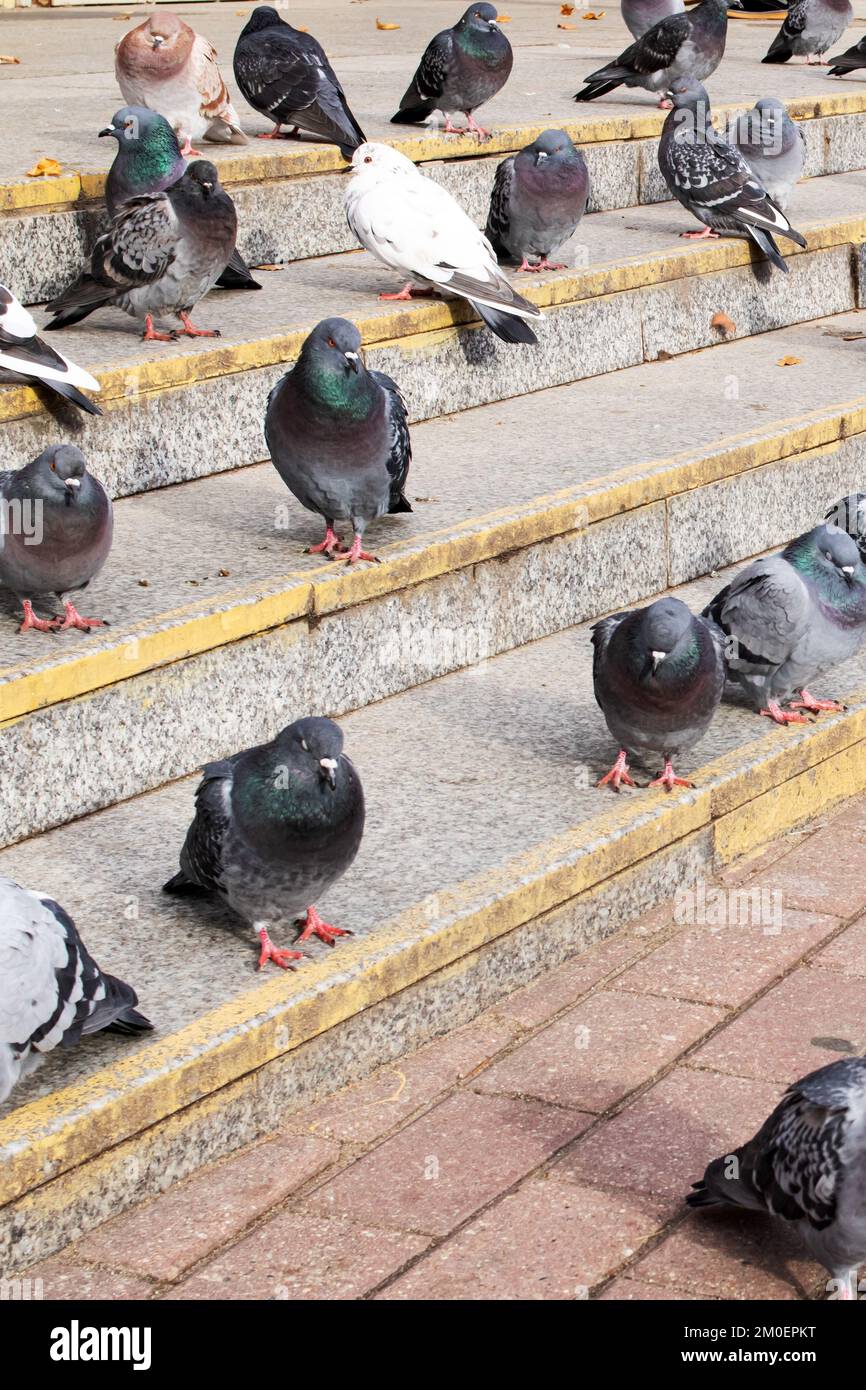 A crowd of pigeons sitting on the steps close up Stock Photo - Alamy