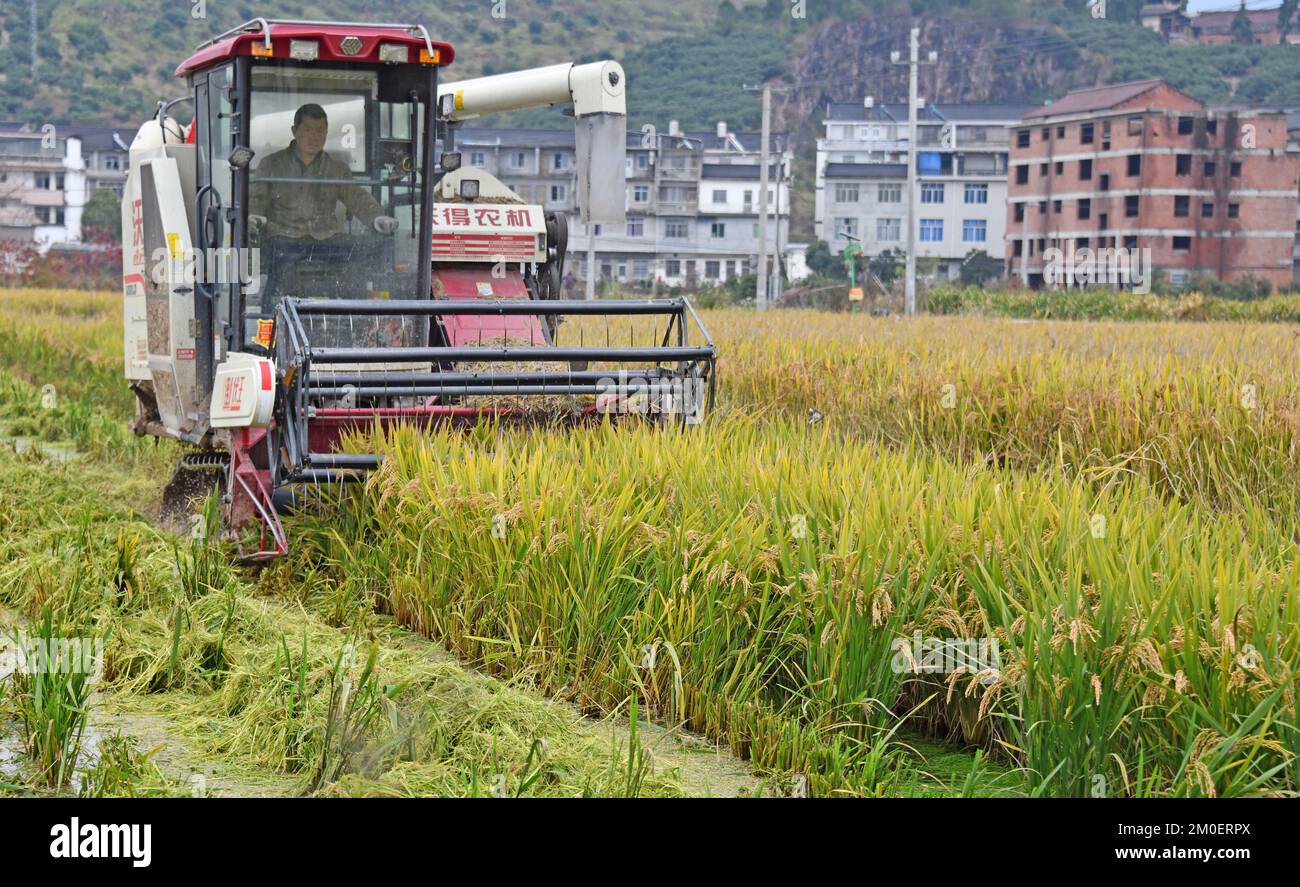 Farmers harvest late rice in the fields of Xiage Town, Xianju County ...