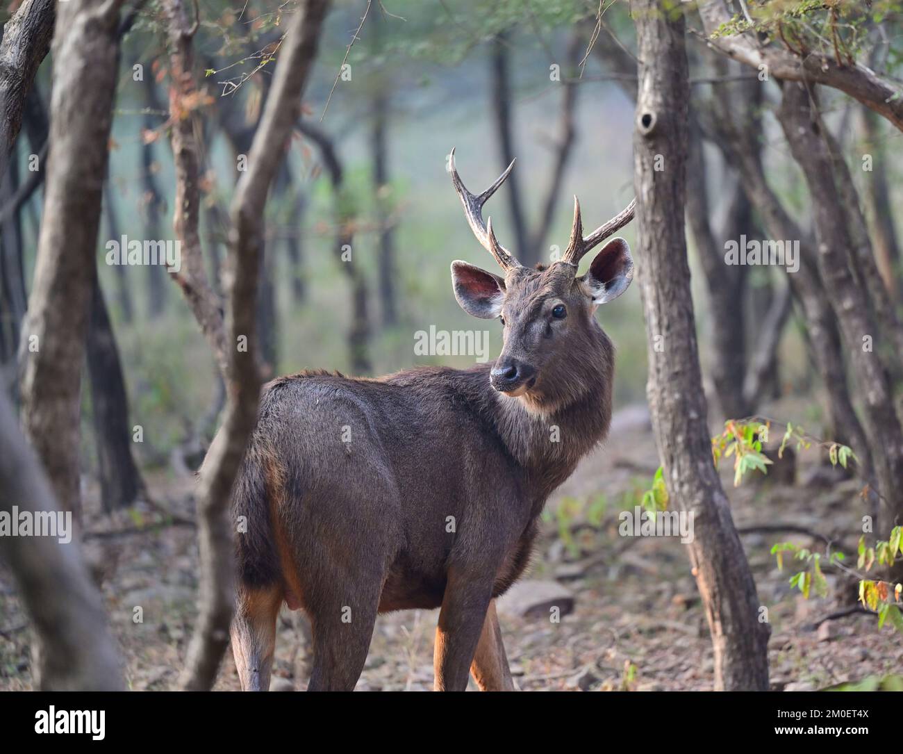 Candid deer shot hi-res stock photography and images - Alamy