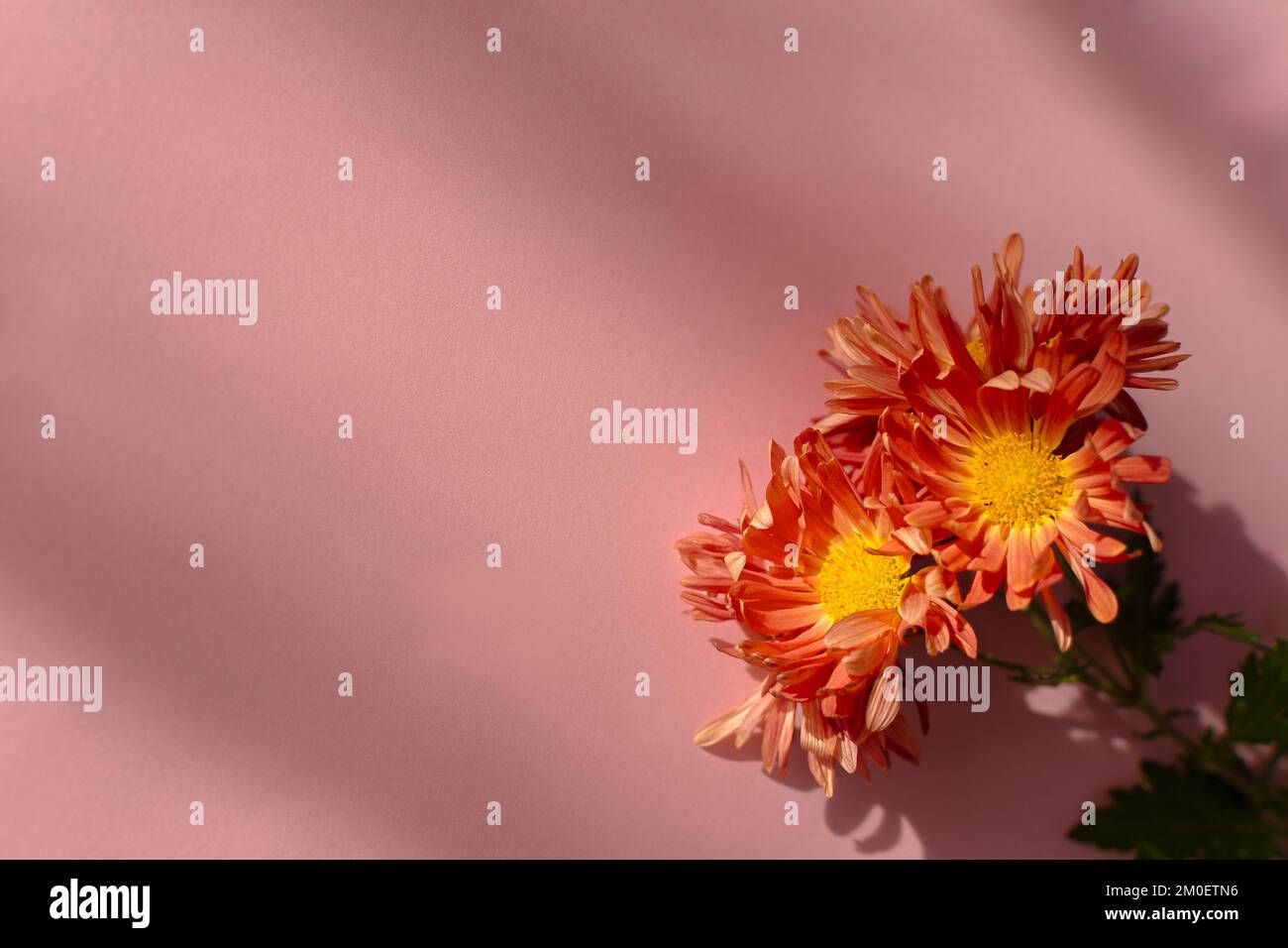 Beautiful red chrysanthemums flat lay. Top view of a flower on a ...