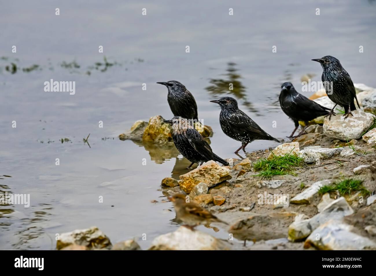 Sturnus vulgaris or common starling, is a species of passerine bird in ...