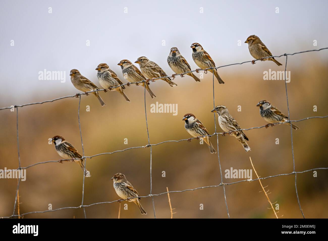 Spanish Sparrow, past on a wire fence Stock Photo - Alamy