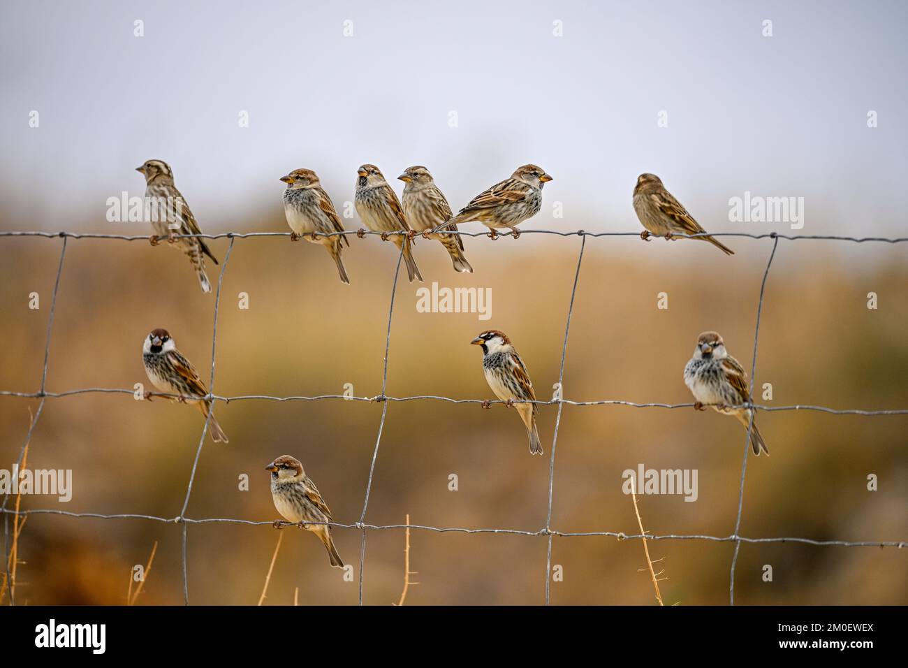 Spanish Sparrow, past on a wire fence Stock Photo - Alamy