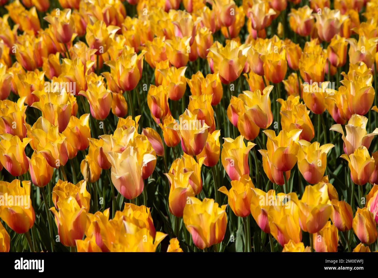 Yellow tulips in the garden, spring season Stock Photo - Alamy