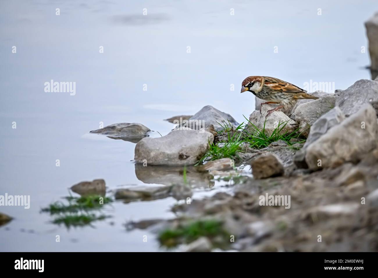 Spanish sparrow, drinking water in a spring Stock Photo - Alamy