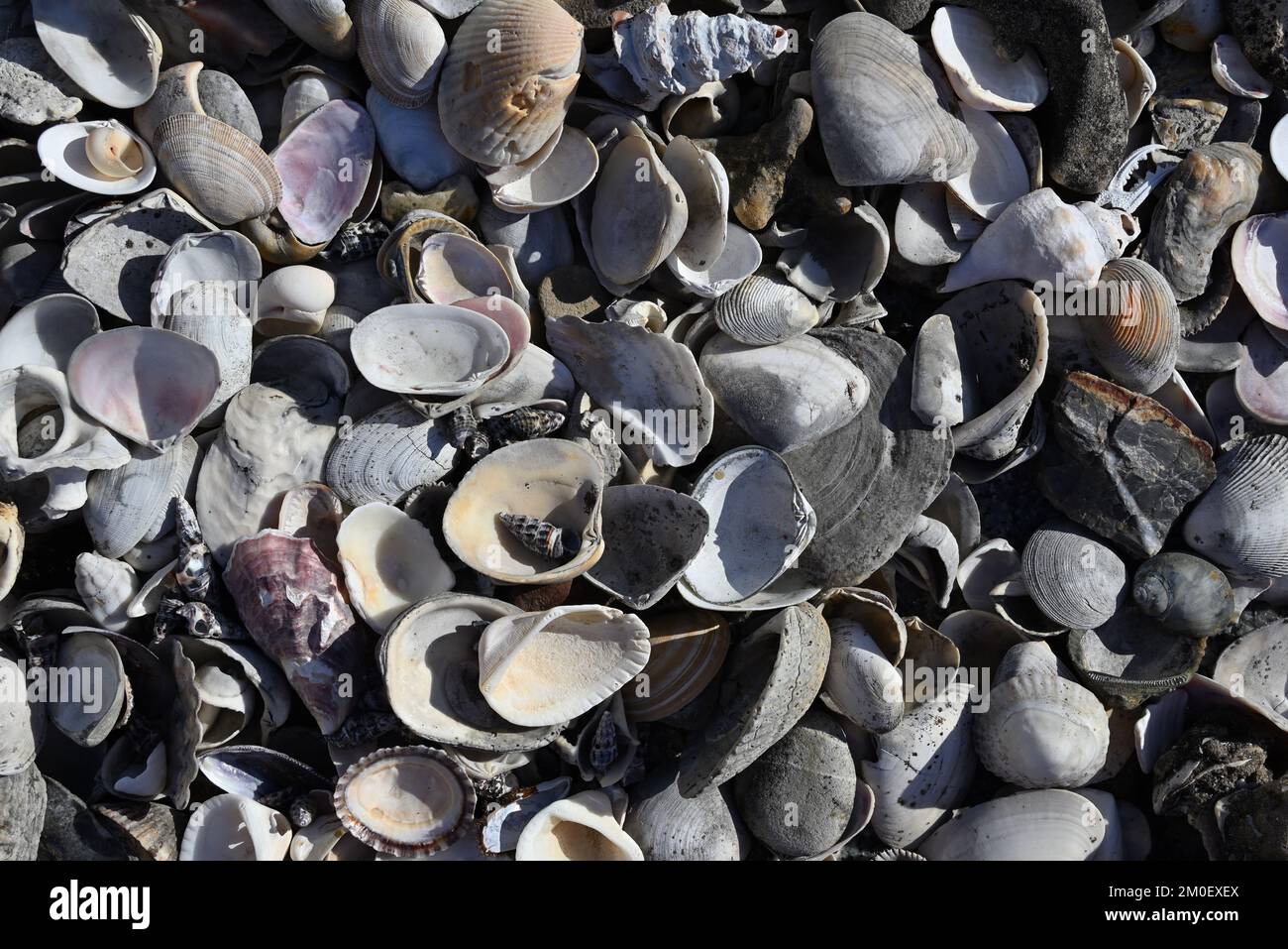 Large pile of seashells hi-res stock photography and images - Alamy