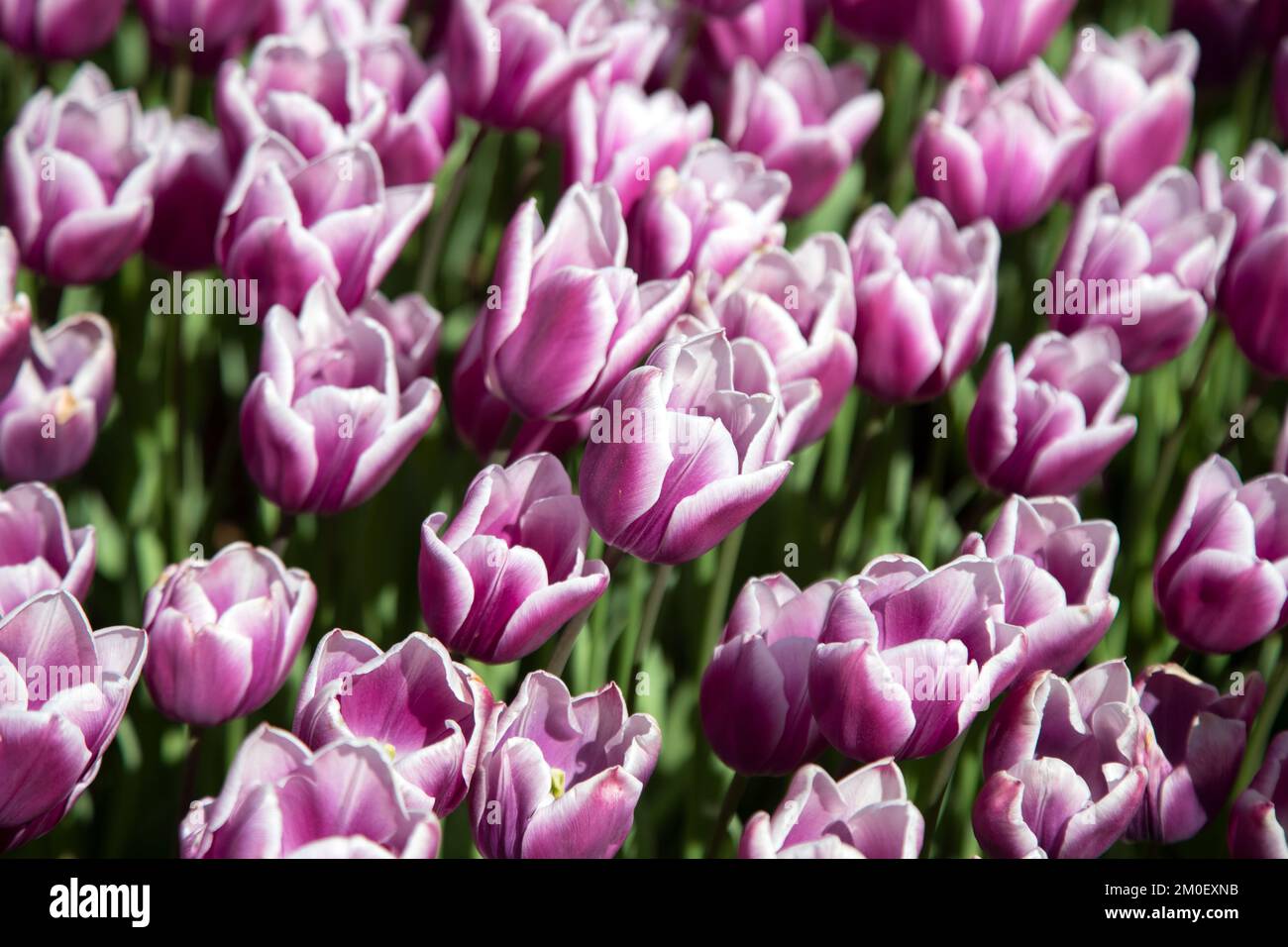 Purple flower fields in hi-res stock photography and images - Alamy