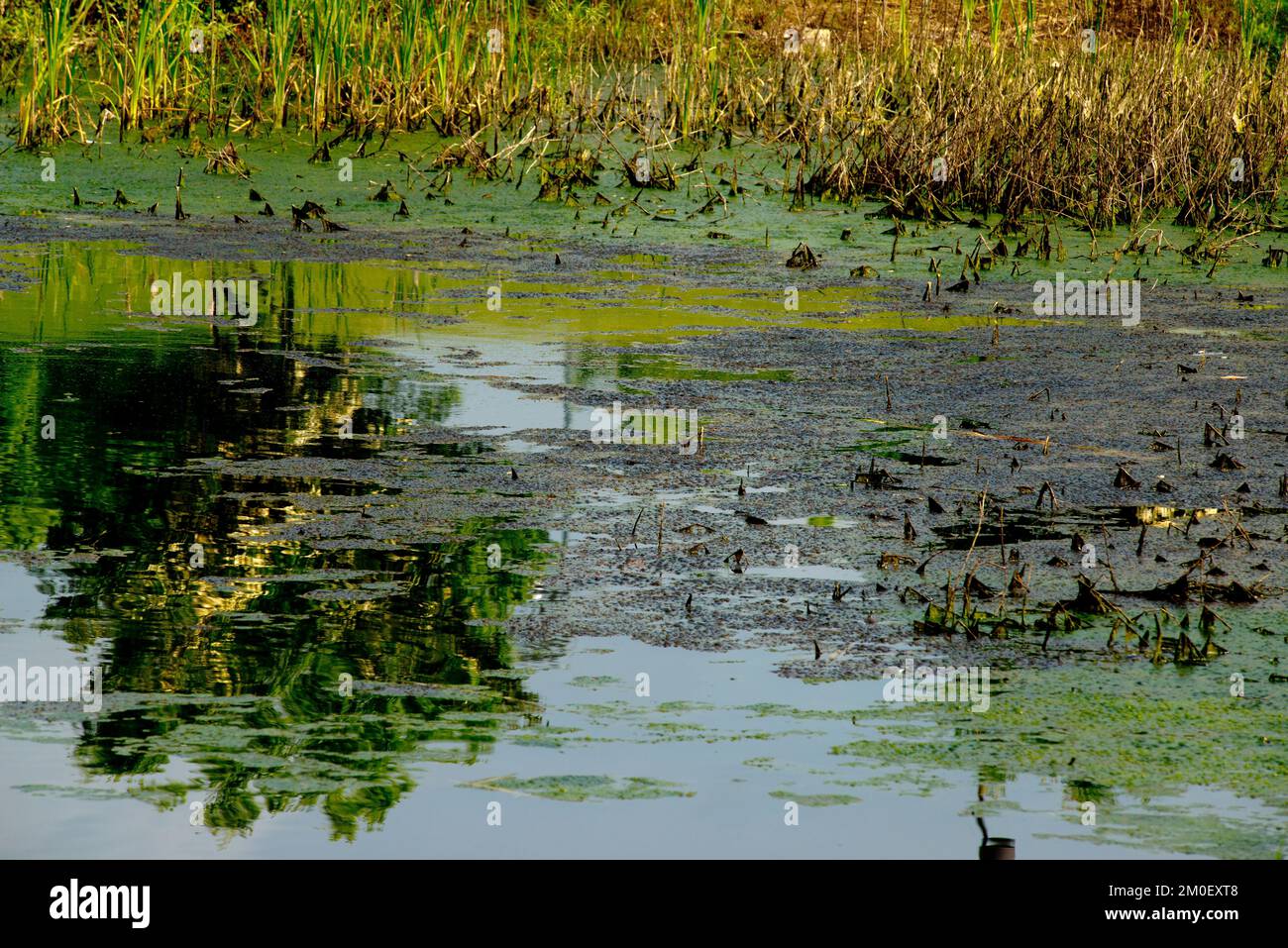 Office of Multimedia - Nutrient Pollution Germantown , Environmental ...