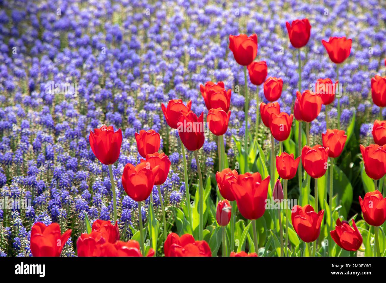Red tulip flowers with purple hyacinth flowers Stock Photo - Alamy