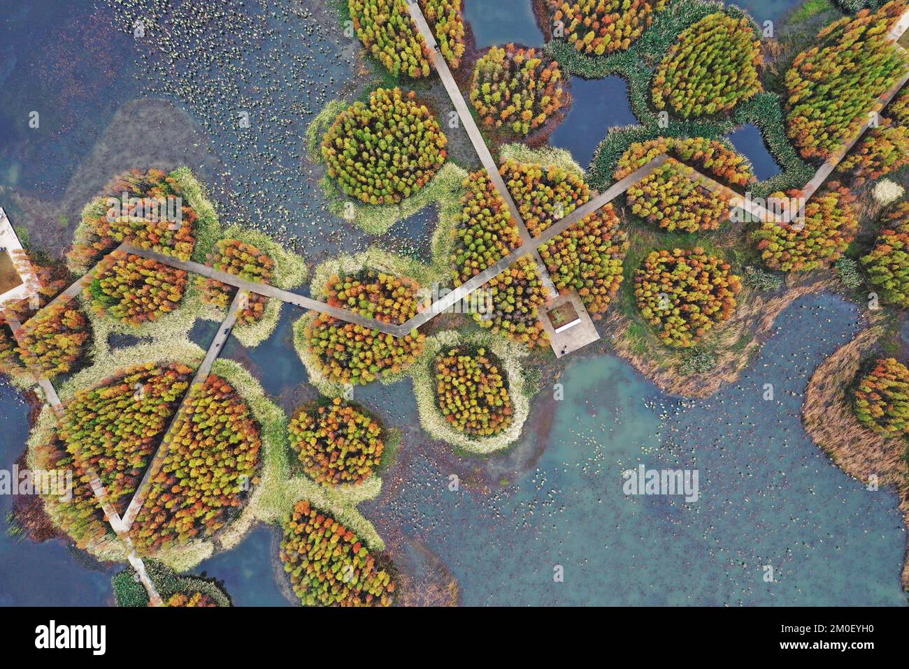 Aerial photo shows the beautiful scenery of metasequoia forest in ...