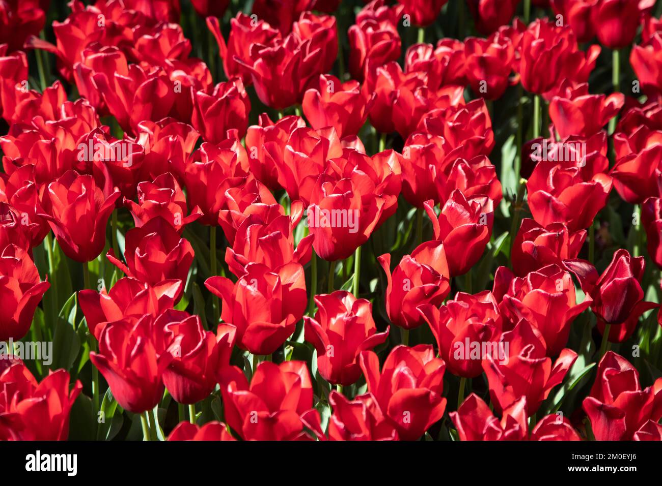 Tulip flower fields hi-res stock photography and images - Alamy