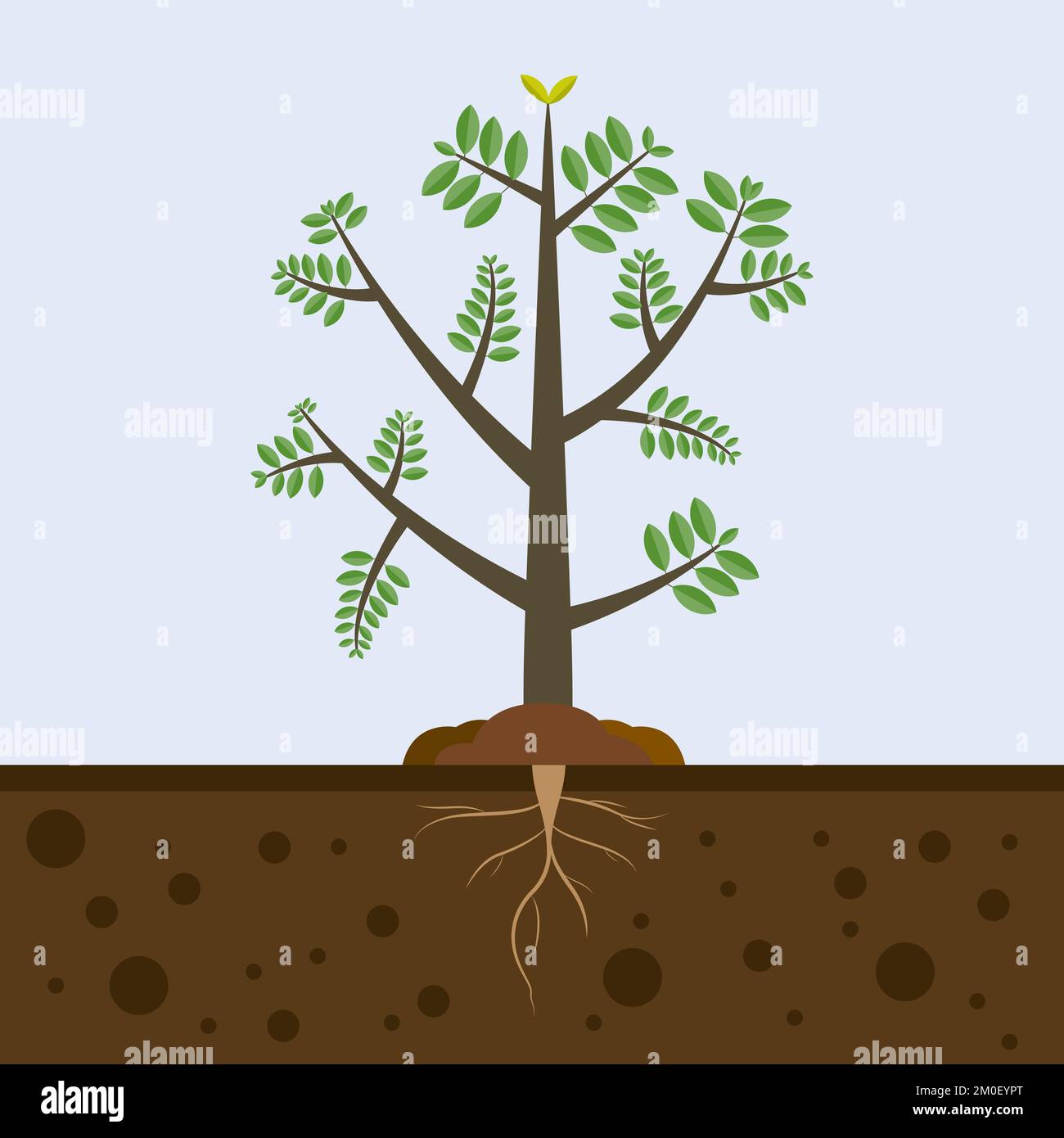 Tree with roots in soil. Plant in garden nature. tree growing in the ...