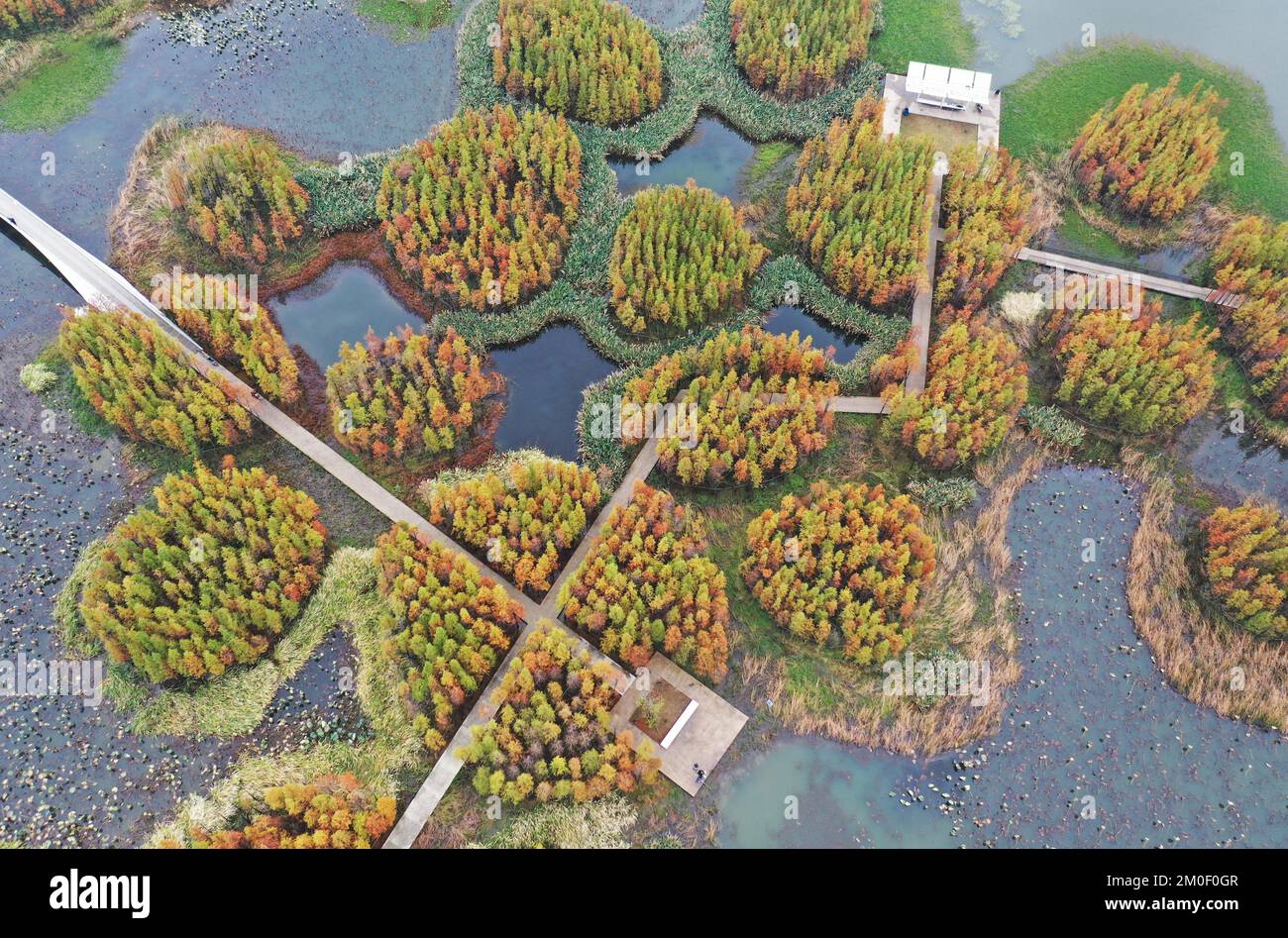 Aerial photo shows the beautiful scenery of metasequoia forest in ...