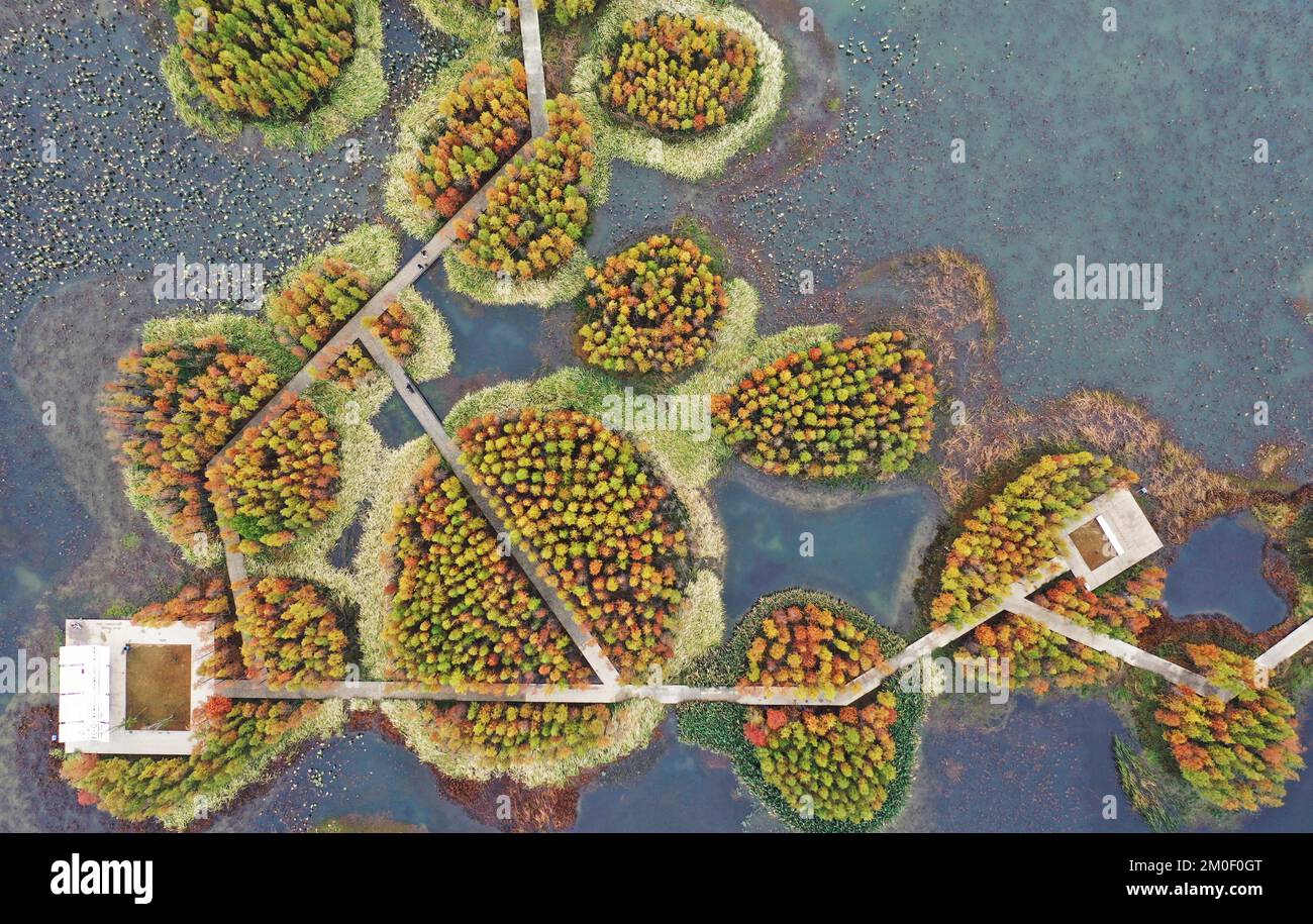 Aerial photo shows the beautiful scenery of metasequoia forest in ...