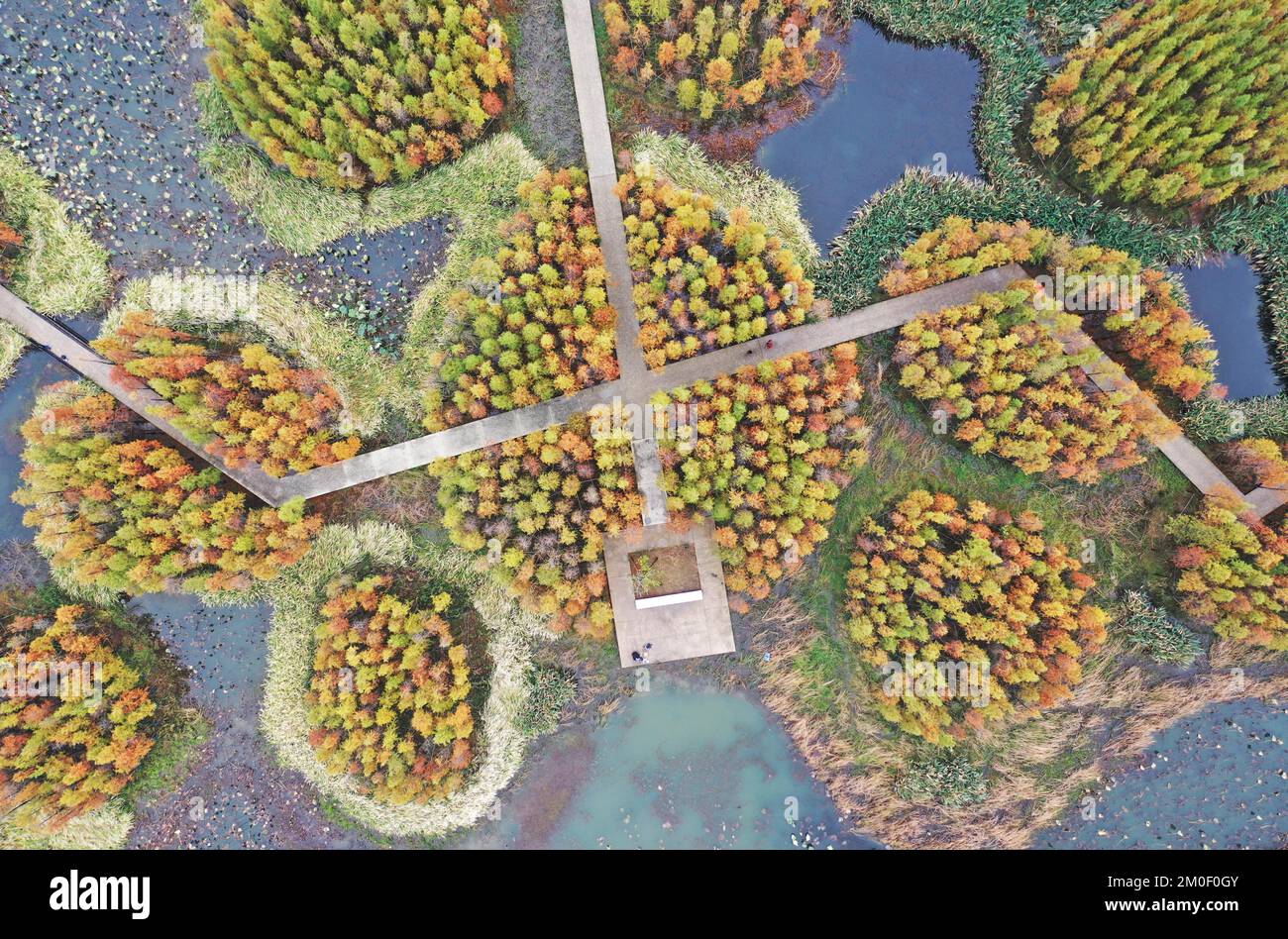 Aerial photo shows the beautiful scenery of metasequoia forest in ...