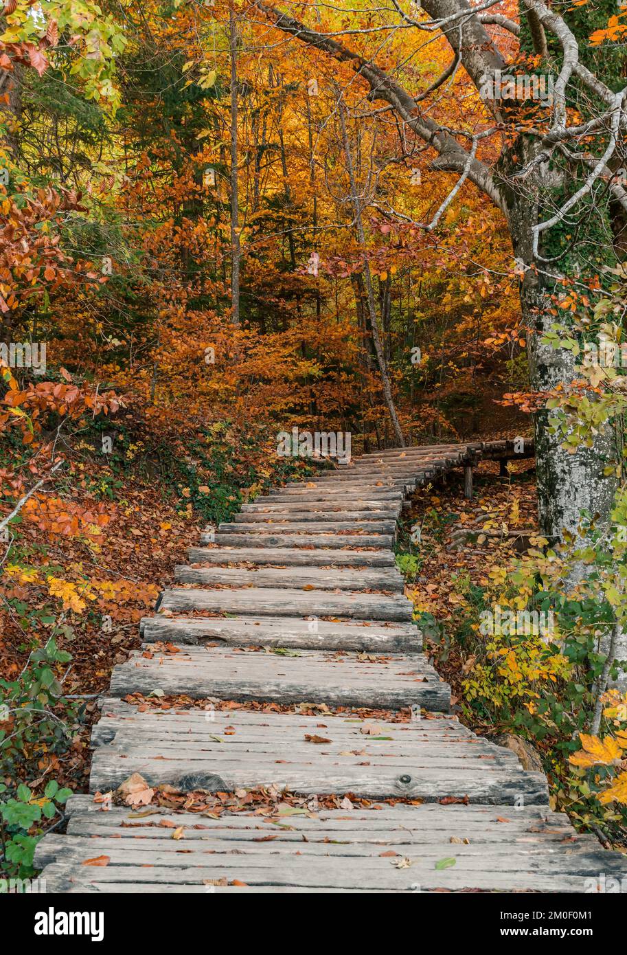 A vertical shot of a beautiful landscape of a wooden walkway in the ...