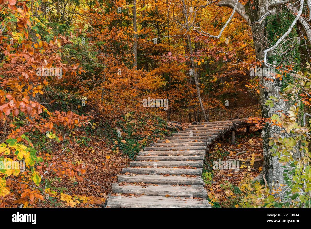 A beautiful landscape of a wooden walkway in the calm yellow autumn ...