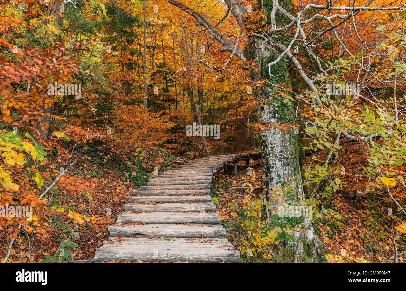 A beautiful landscape of a wooden walkway in the calm yellow autumn ...