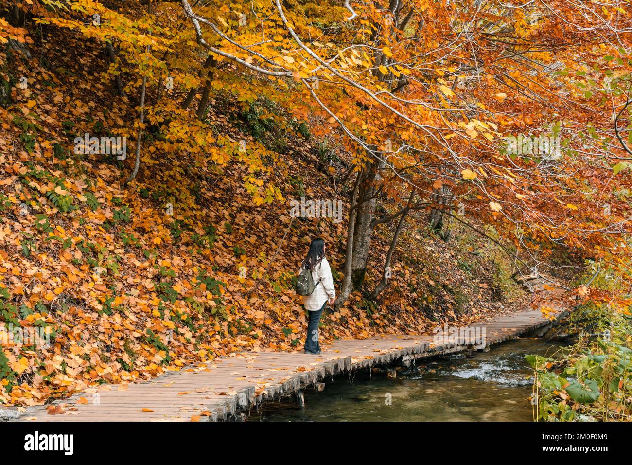 A young woman at the shore of a lake in the yellow autumn forest Stock ...