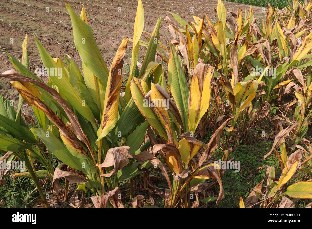 yellow colored turmeric tree farm for spice harvest Stock Photo - Alamy