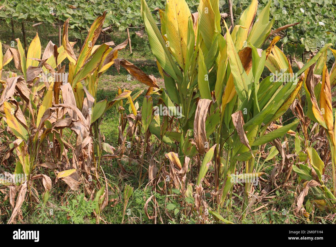 yellow colored turmeric tree farm for spice harvest Stock Photo - Alamy