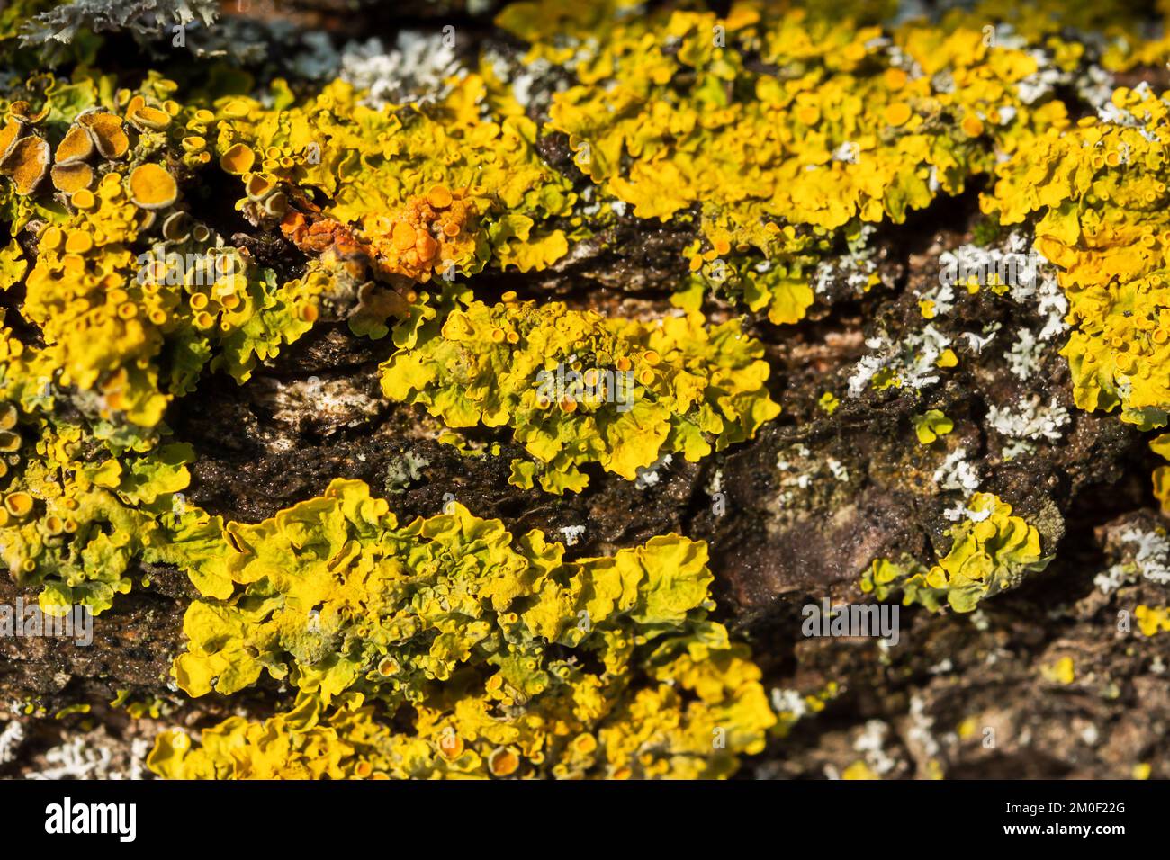 Lichen texture tree. Hypogymnia physodes and Xanthoria parietina common orange lichen close-up ...