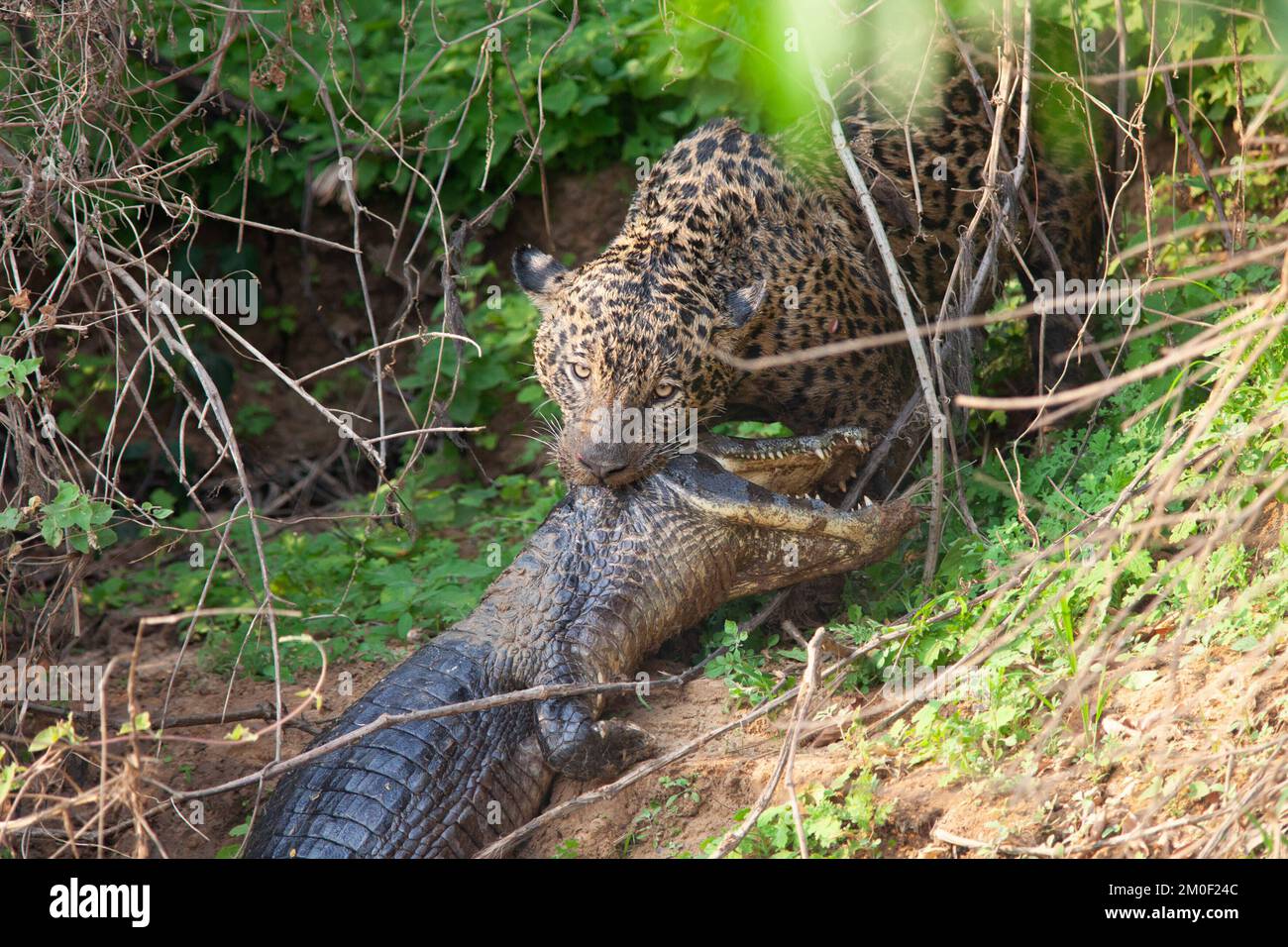 Dragging in its win. Matogrosso, Brazil: THESE SPECTACULAR images show ...