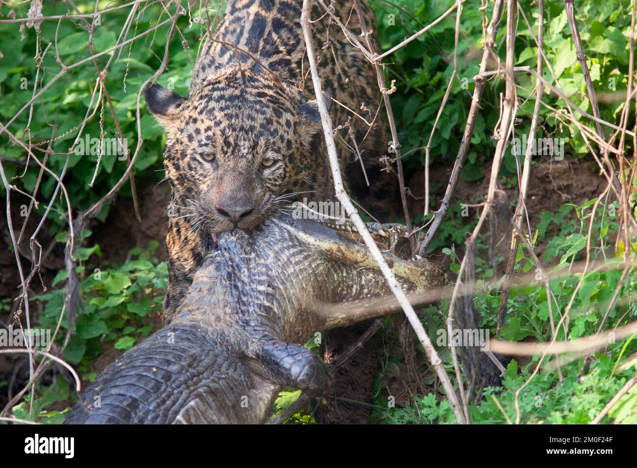 Jaguar Vs Caiman