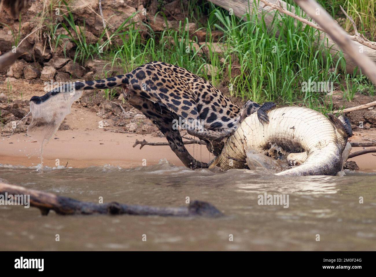 A death grip and wrestle. Matogrosso, Brazil: THESE SPECTACULAR images ...