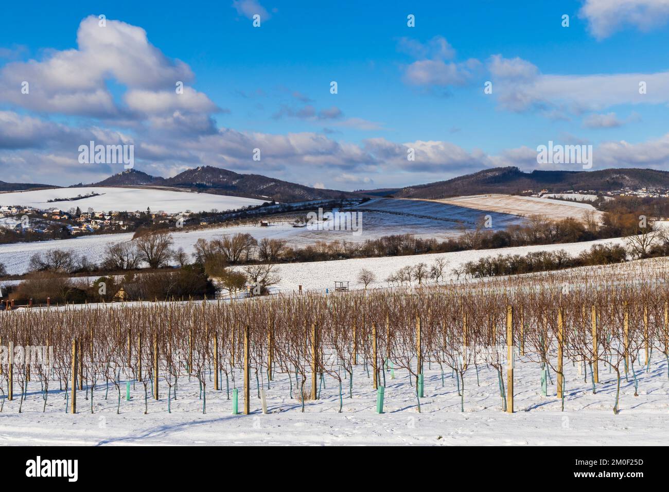 Landscape with vineyards, Slovacko, Southern Moravia, Czech Republic ...