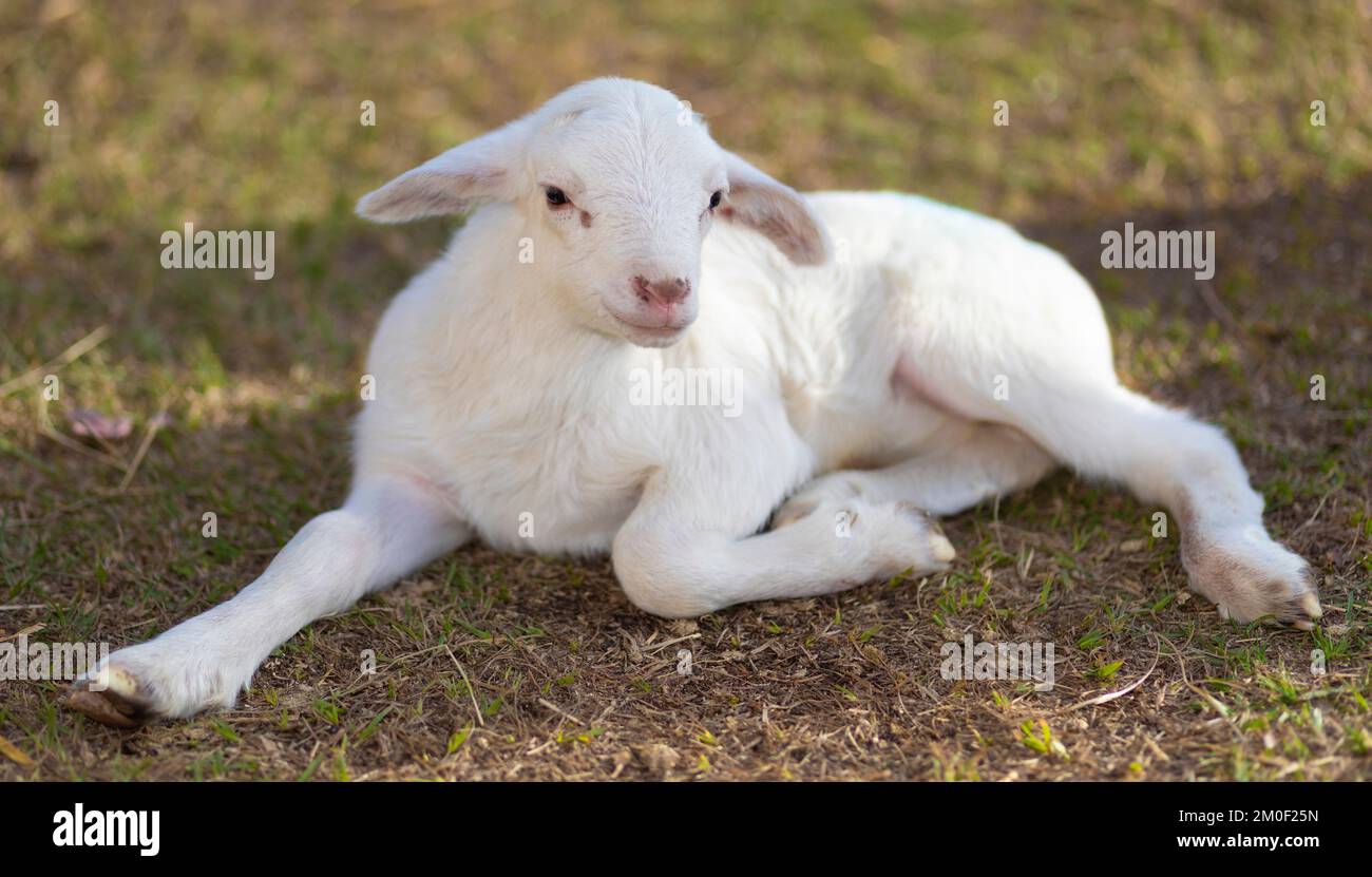 Bright white and young katahdin sheep lamb resting on some grass Stock ...