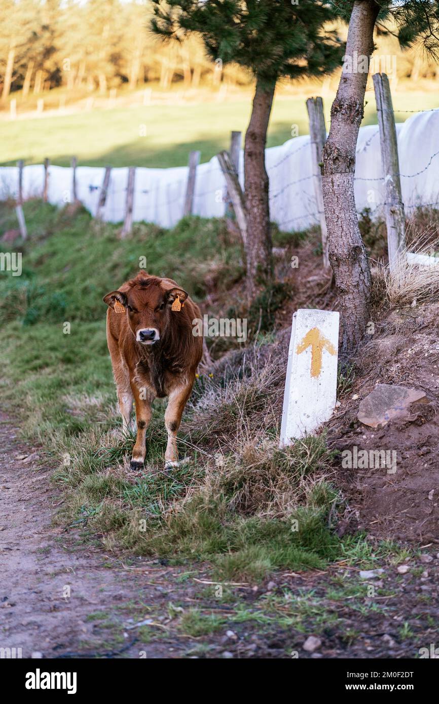 Camino de Santiago de Compostela signpost Stock Photo - Alamy