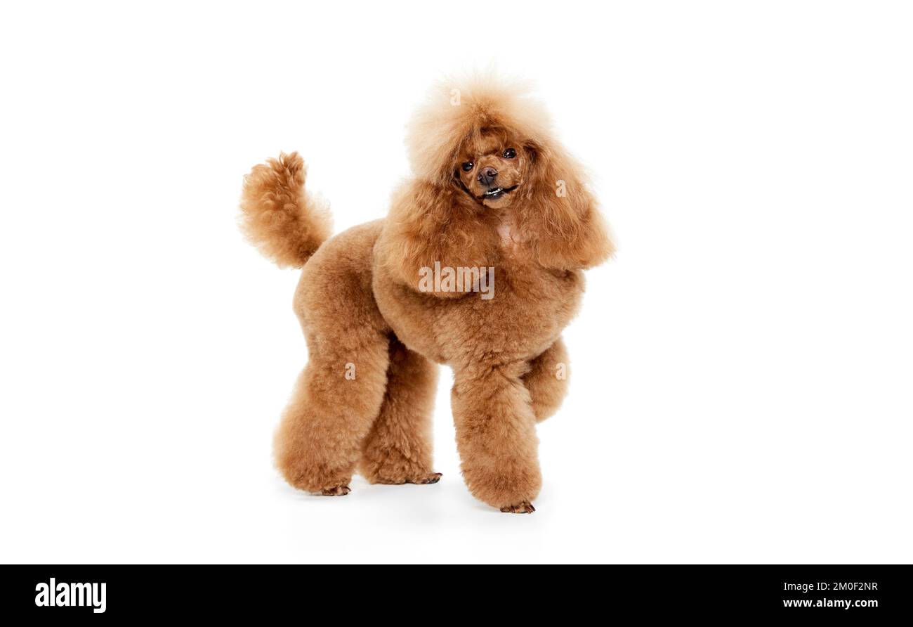 Portrait of cute purebred poodle posings, smiling isolated over white ...