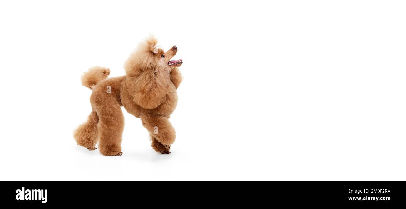 Portrait of cute purebred poodle posing, dynamically walking isolated ...