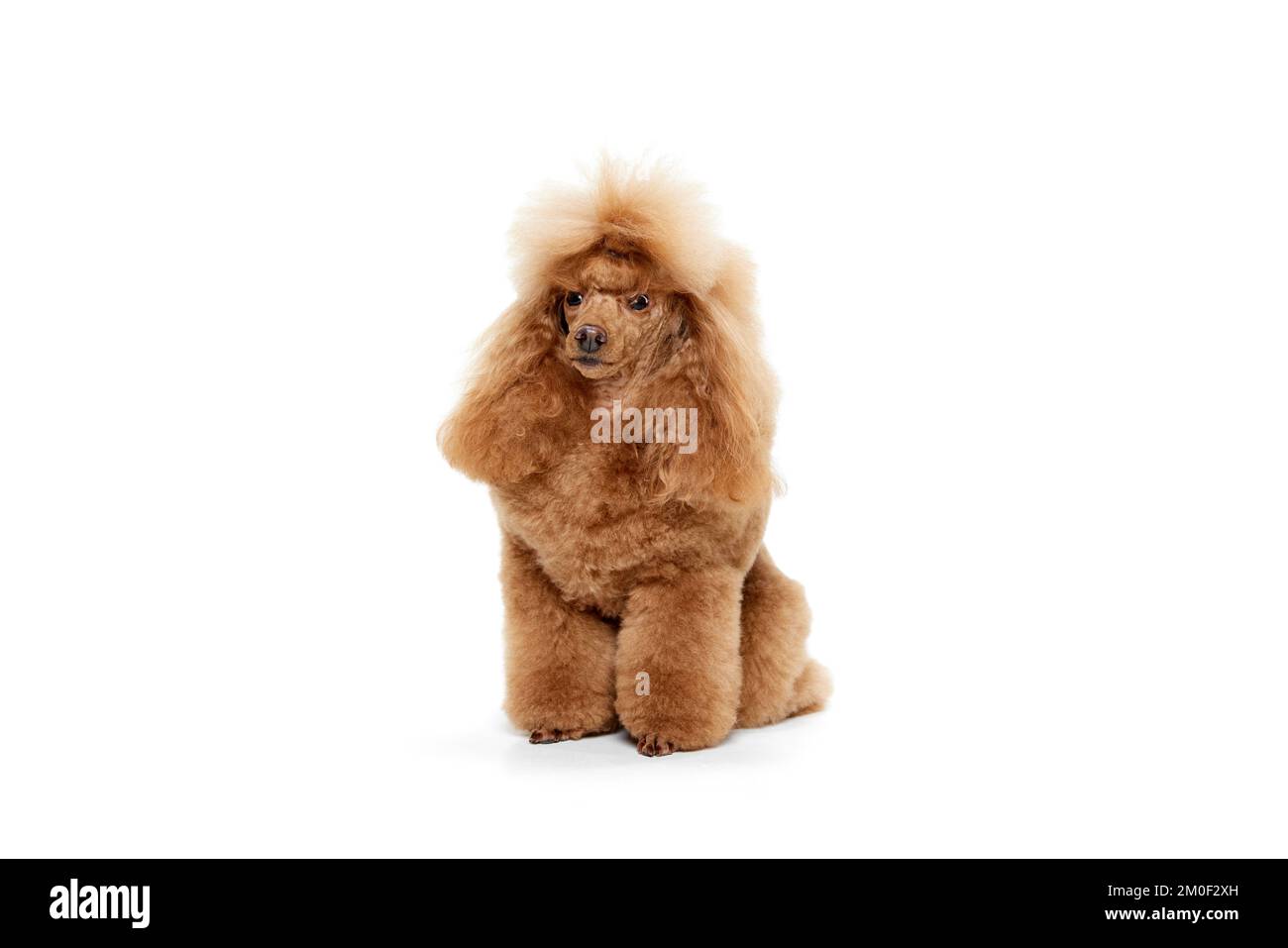 Portrait of cute furry purebred poodle posing, calmly sitting isolated ...