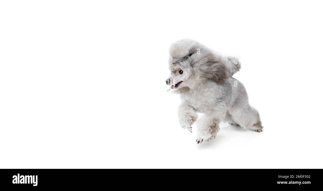 Portrait of cute purebred poodle posing, cheerfully running isolated ...