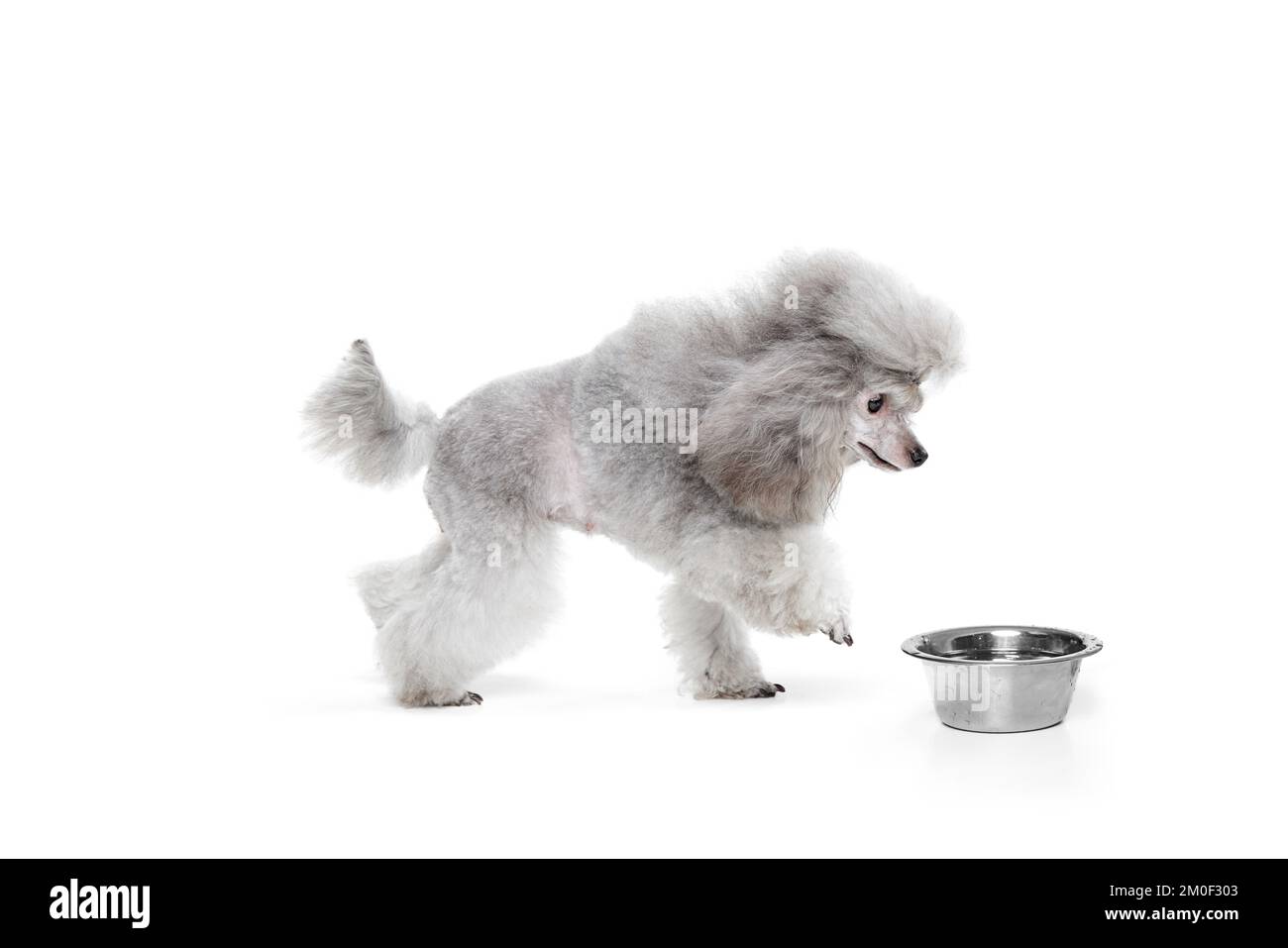 Portrait of cute purebred poodle posing, stepping to food bowl isolated ...