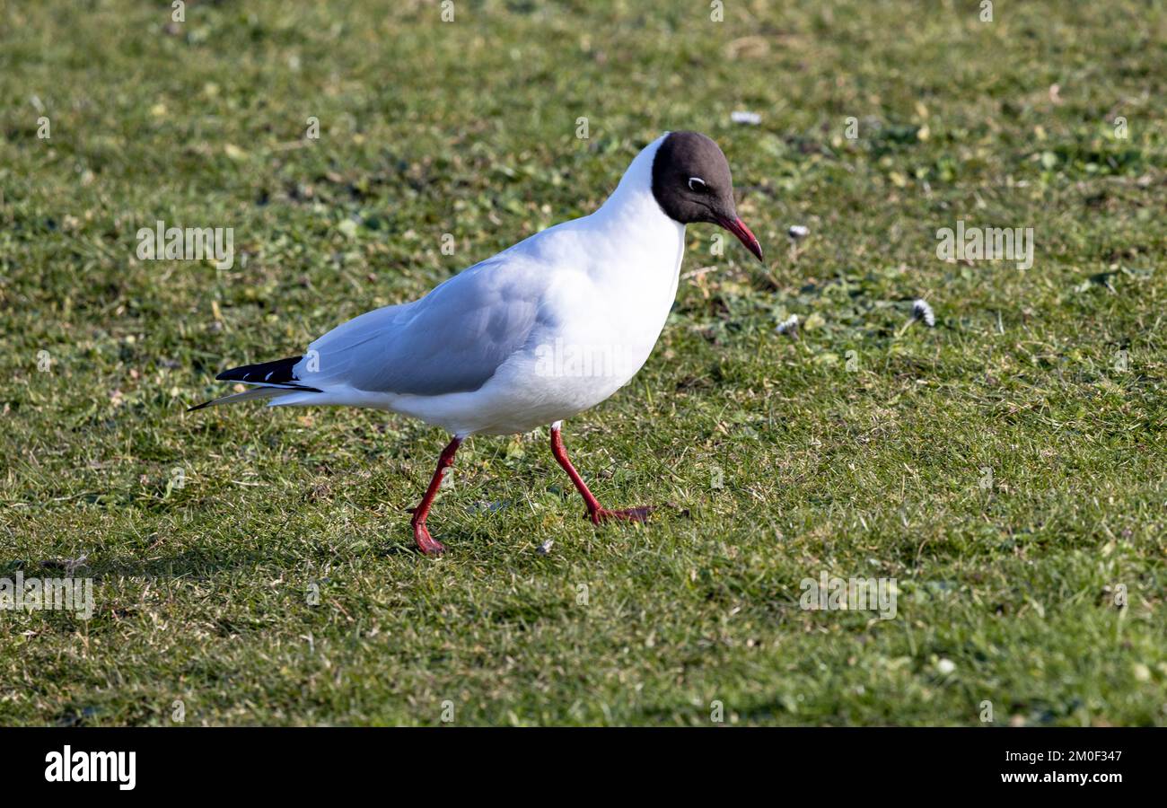 In late winter the Black-headed Gull has completed its annual moult and ...