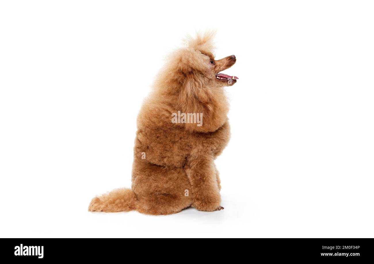 Portrait of cute purebred poodle posing, calmly sitting and looking ...