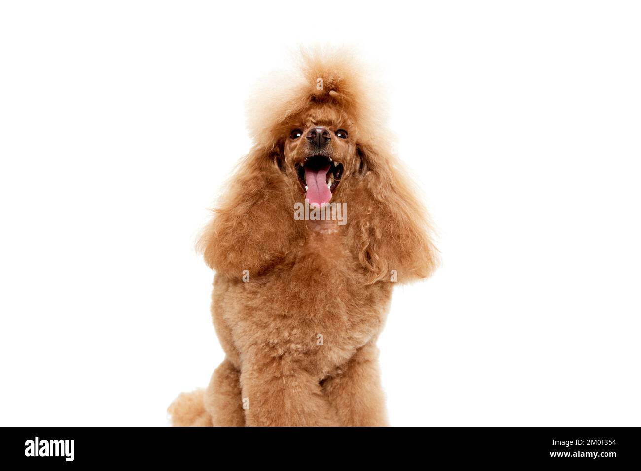 Portrait of cute purebred poodle posing, breathing with open mouth ...