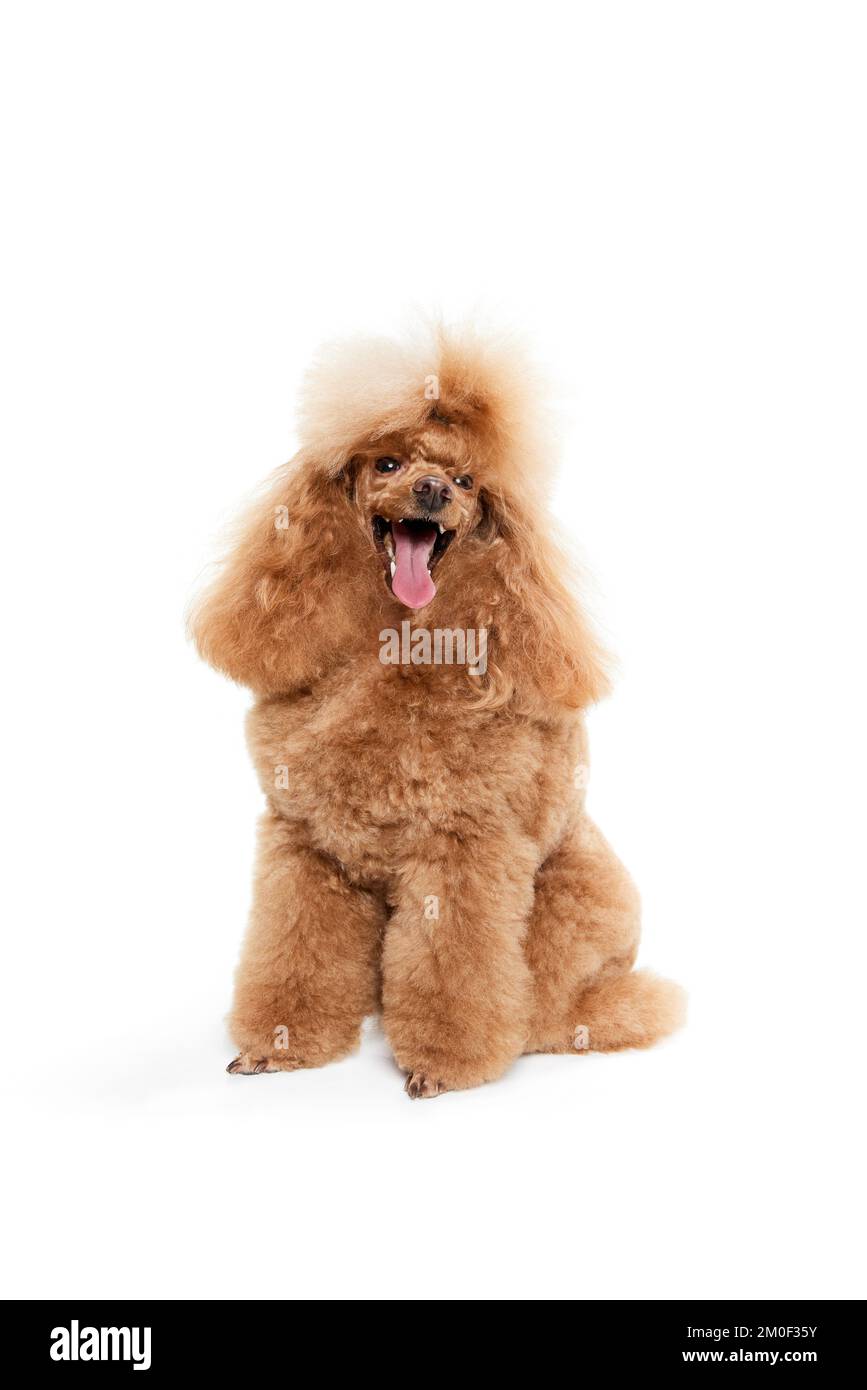 Portrait of cute purebred poodle posing, smiling with tongue sticking ...