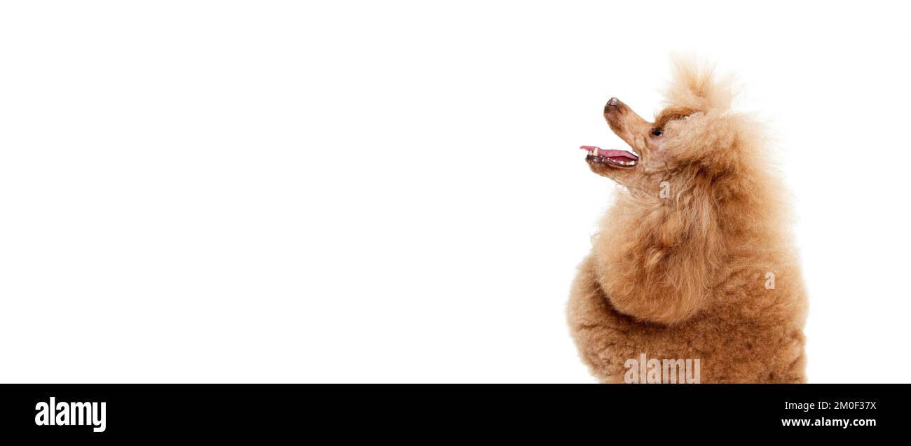 Portrait of cute purebred poodle posing, attentively listening isolated ...