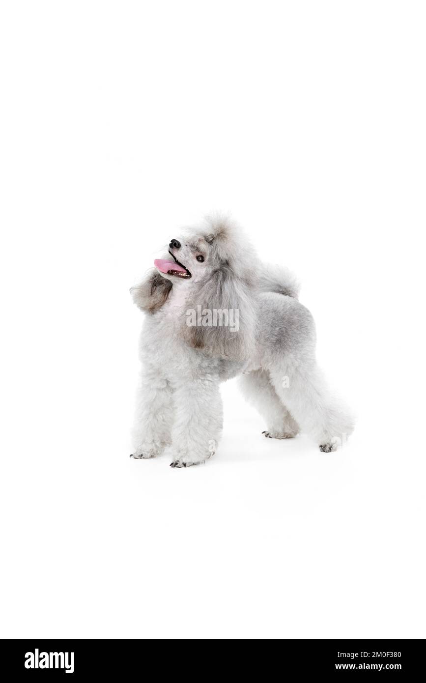 Portrait of cute, cheerful purebred poodle posing, looking upwards ...