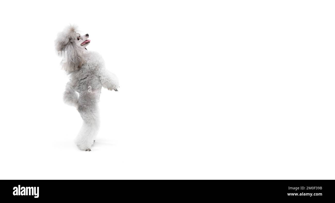 Portrait of cute purebred poodle posing, standing on hind legs and ...
